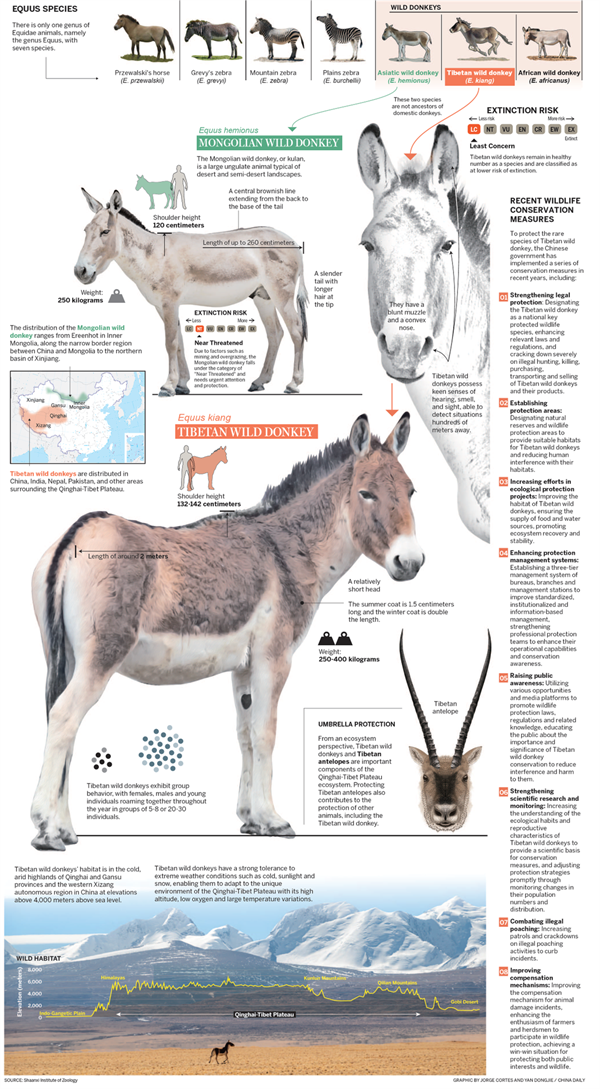 Protection vital in donkey work