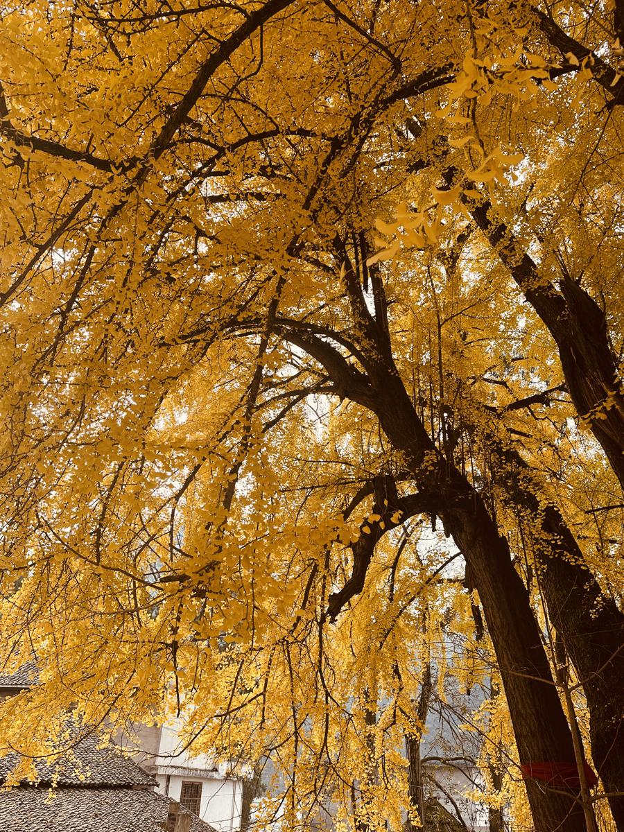 Guizhou's ancient ginkgo tree dons golden-leaf attire